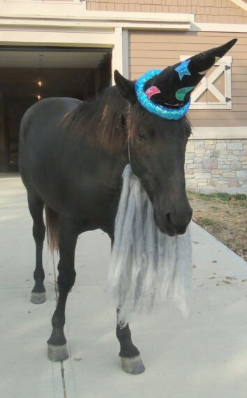 30 Funny Random Horse Pictures That Raised More Questions Than Answers