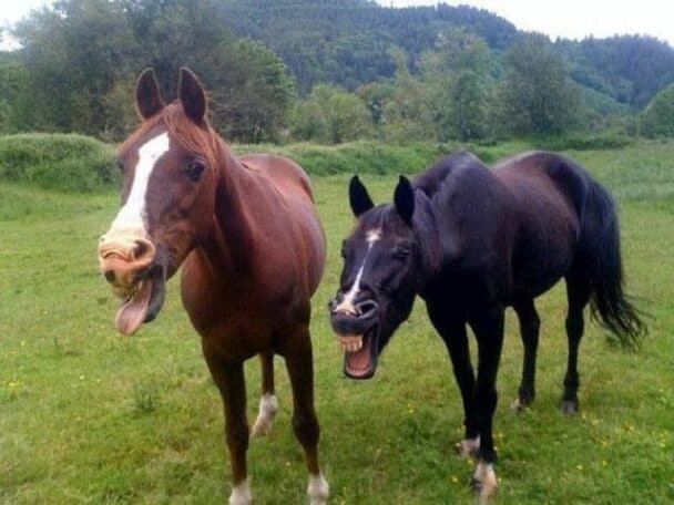 30 Funny Random Horse Pictures That Raised More Questions Than Answers