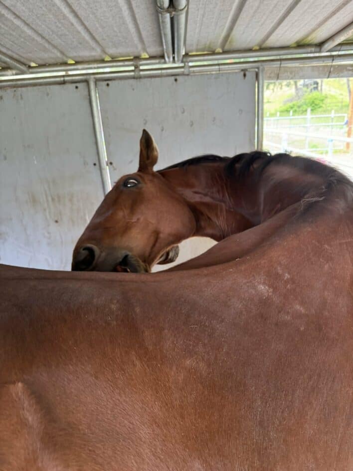 30 Funny Random Horse Pictures That Raised More Questions Than Answers