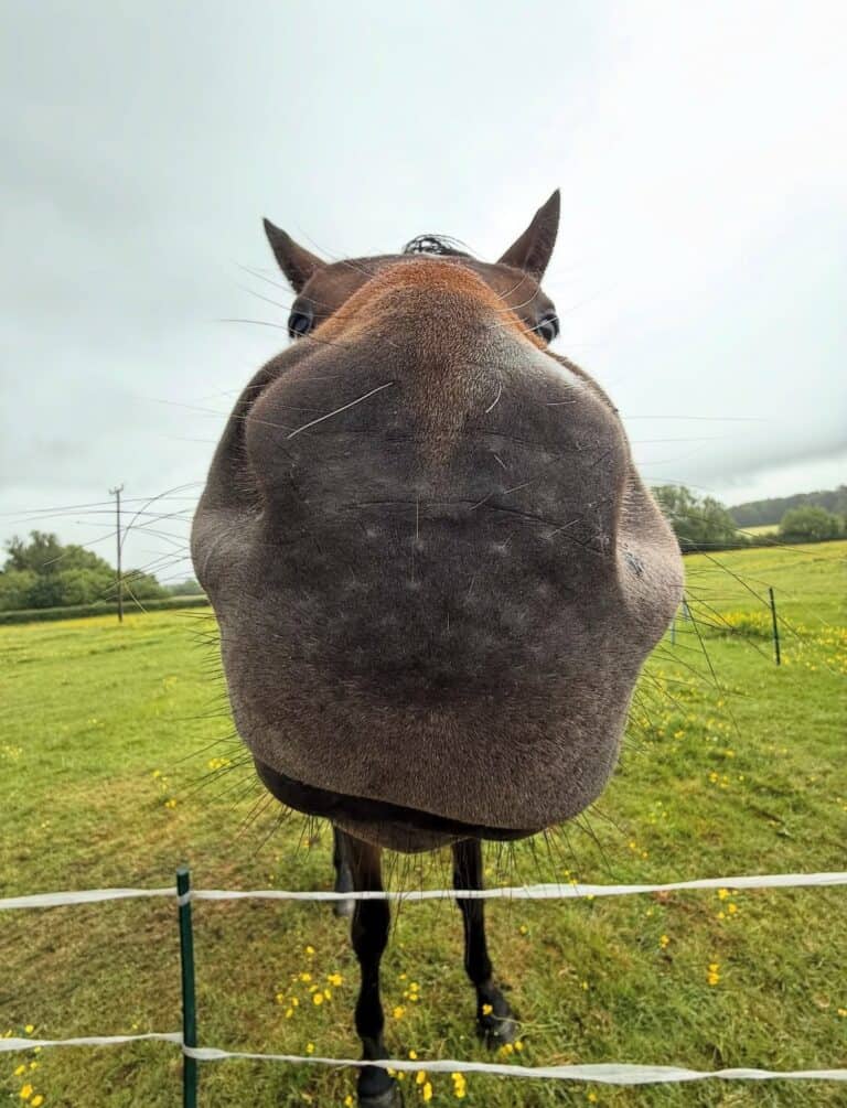 30 Funny Random Horse Pictures That Raised More Questions Than Answers