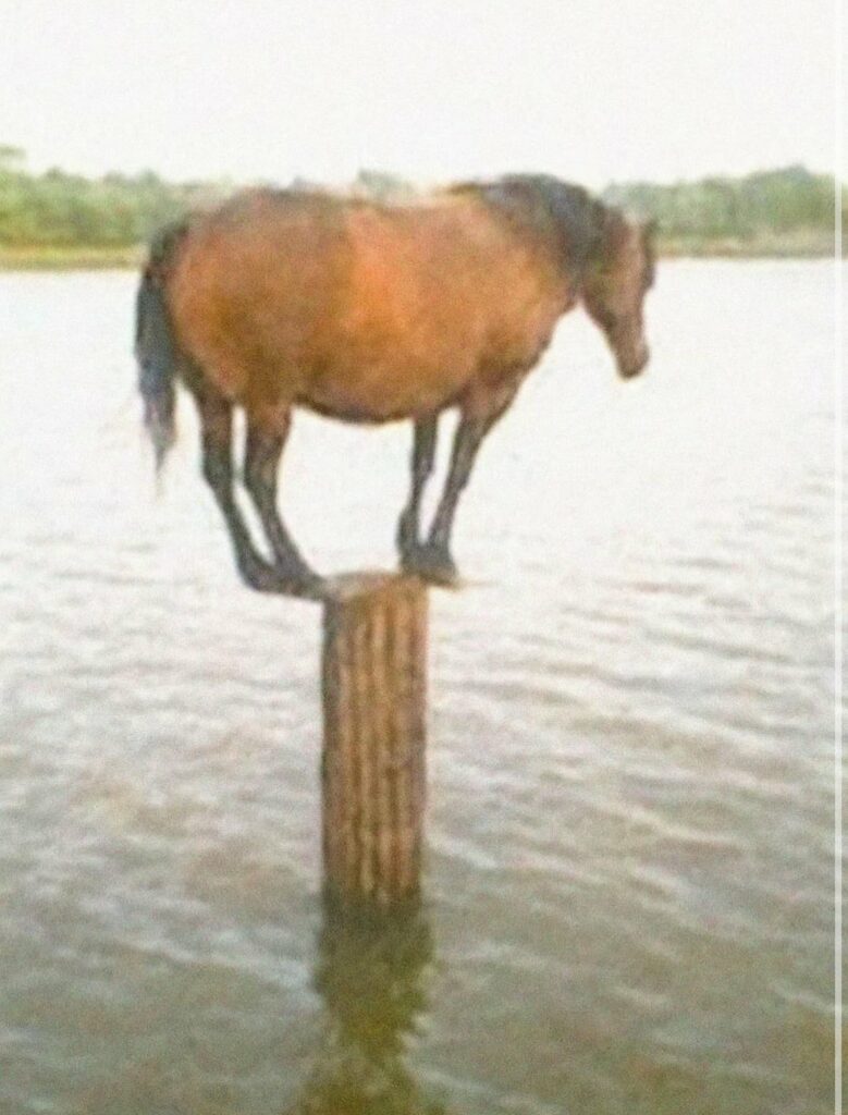 30 Funny Random Horse Pictures That Raised More Questions Than Answers