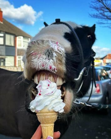 30 Funny Random Horse Pictures That Raised More Questions Than Answers