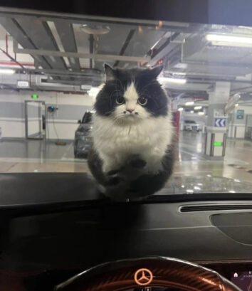 35 Funniest Pictures Of Animals That Made Us Bark And Squawk With ...