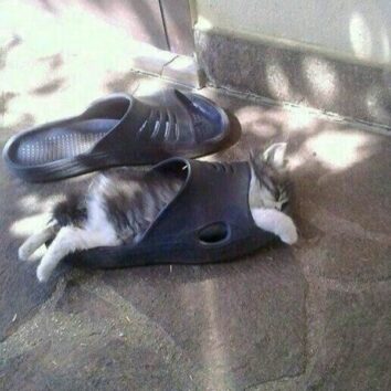 35 Funniest Pictures Of Animals That Made Us Bark And Squawk With ...