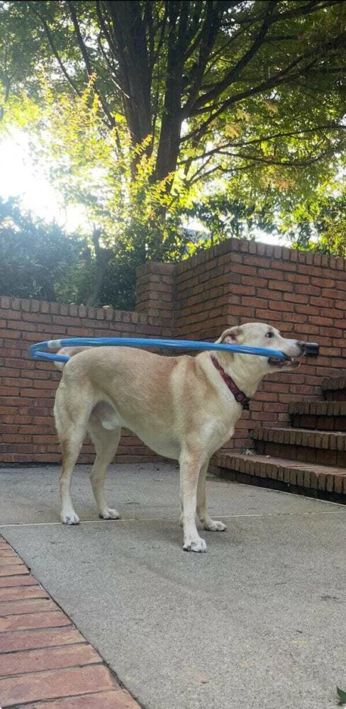 35 Funniest Pictures Of Animals That Made Us Bark And Squawk With ...