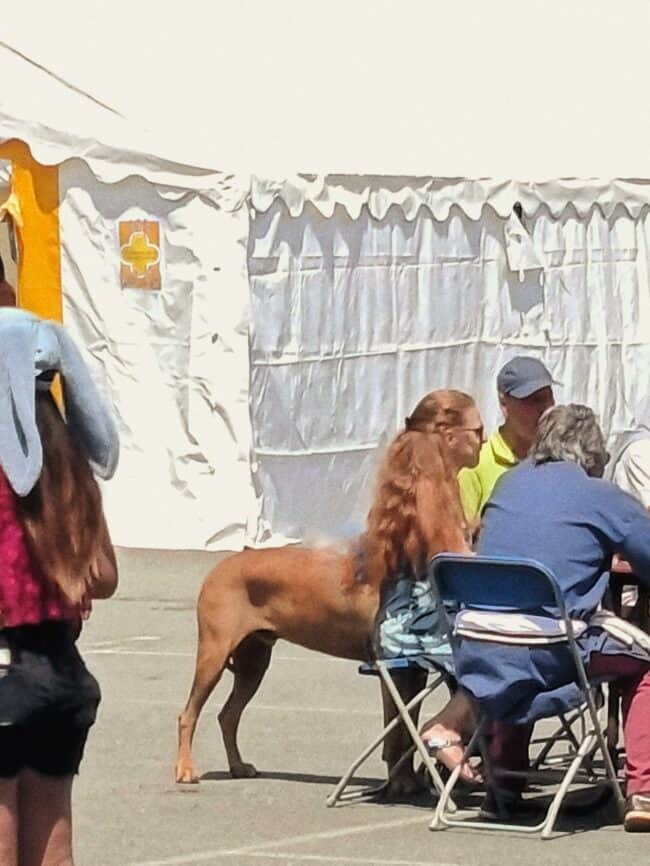35 Funny Pictures Taken From Confusing Perspectives That Warped Our Brains