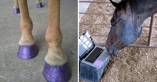 30 Funny Random Horse Pictures That Raised More Questions Than Answers