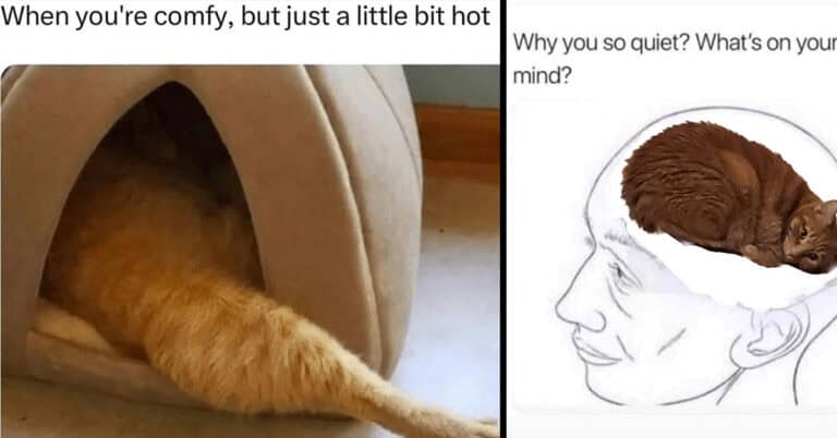 40 Hissterical Orange Cat Memes That Prove Chaos And Ginger Pair Perfectly