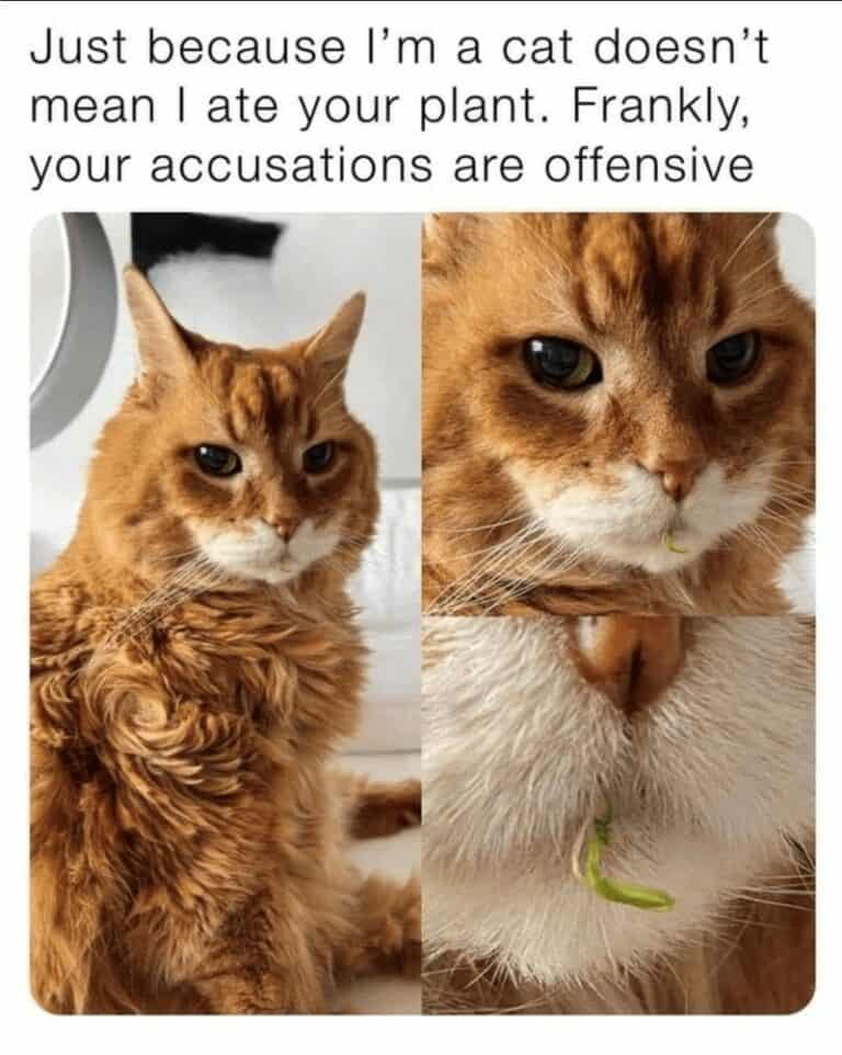 40 Hissterical Orange Cat Memes That Prove Chaos And Ginger Pair Perfectly