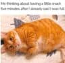 40 Hissterical Orange Cat Memes That Prove Chaos And Ginger Pair Perfectly