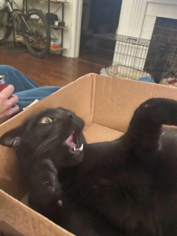 35 Funny Pictures Of Cats Minding Their Business While Accidentally ...