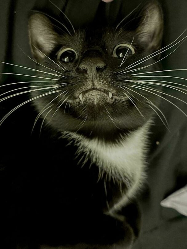 35 Funny Pictures Of Cats Minding Their Business While Accidentally ...