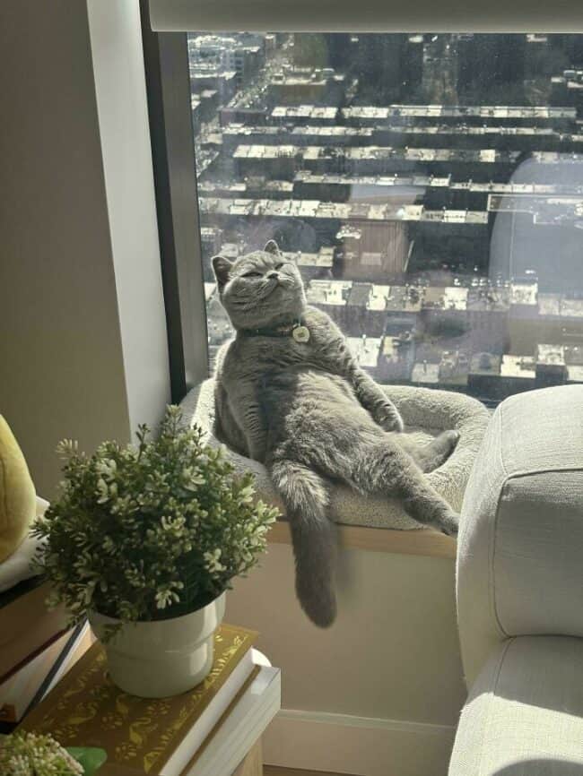 35 Funny Pictures Of Cats Minding Their Business While Accidentally ...