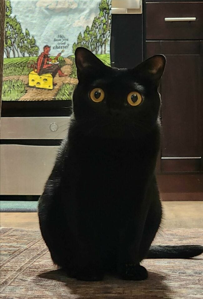 35 Funny Pictures Of Cats Minding Their Business While Accidentally ...