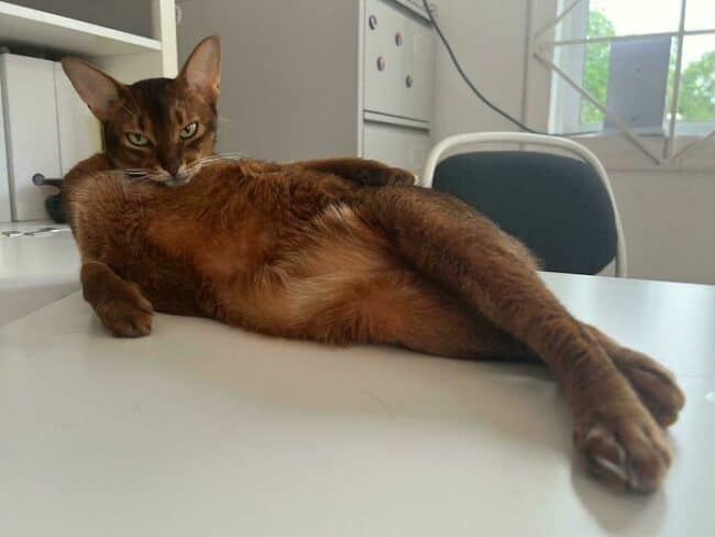 35 Funny Pictures Of Cats Minding Their Business While Accidentally ...