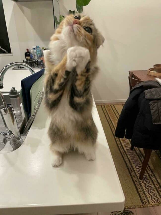 35 Funny Pictures Of Cats Minding Their Business While Accidentally ...