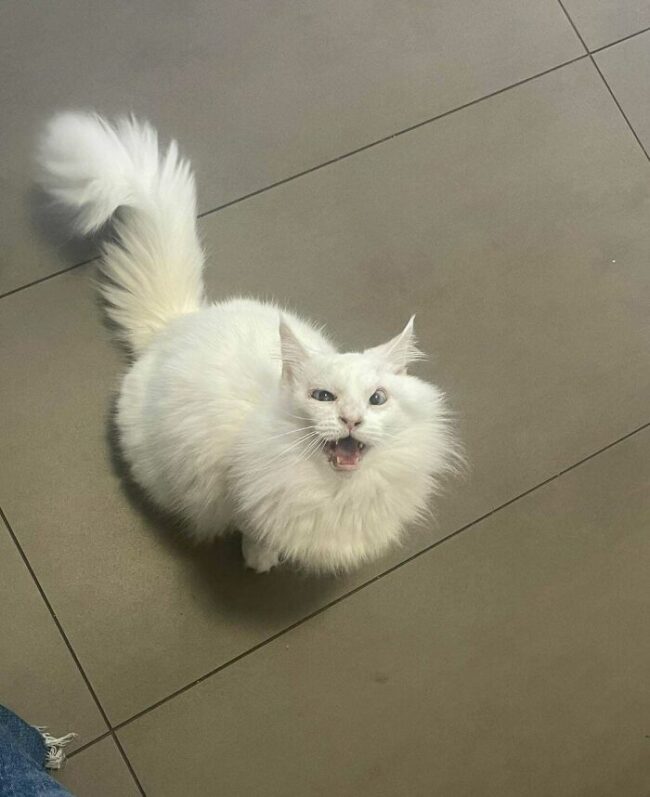 35 Funny Pictures Of Cats Minding Their Business While Accidentally ...
