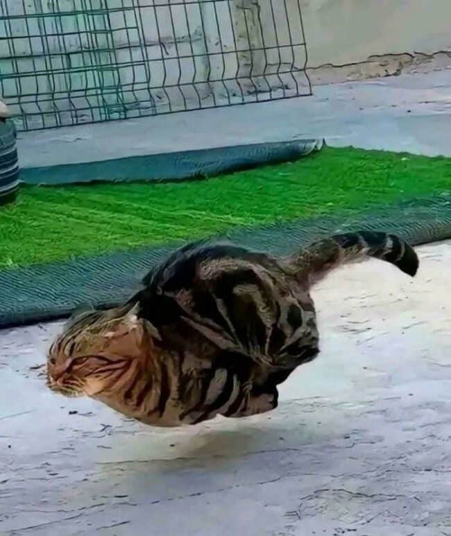 35 Funny Pictures Of Cats Minding Their Business While Accidentally ...