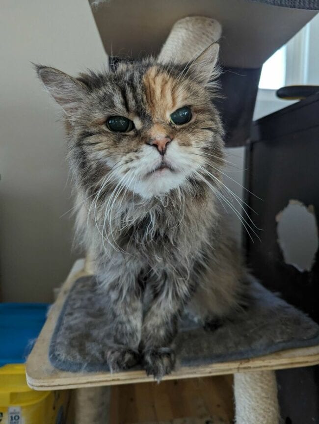 35 Funny Pictures Of Cats Minding Their Business While Accidentally ...