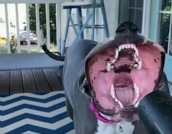 30 Animal Pictures That Are Cute, Cursed, And Completely Unsettling