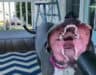 30 Animal Pictures That Are Cute, Cursed, And Completely Unsettling
