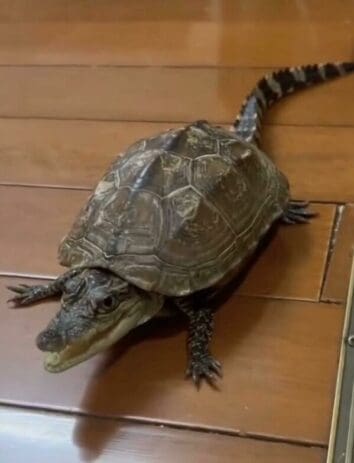 30 Animal Pictures That Are Cute, Cursed, And Completely Unsettling