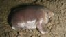 30 Animal Pictures That Are Cute, Cursed, And Completely Unsettling