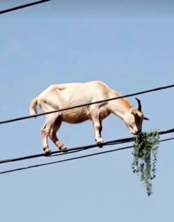 30 Animal Pictures That Are Cute, Cursed, And Completely Unsettling