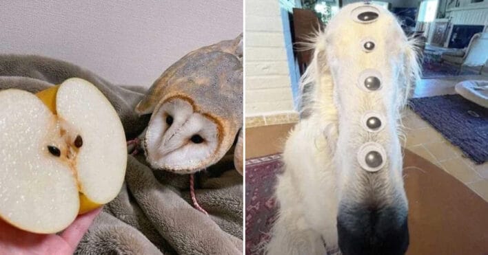 30 Animal Pictures That Are Cute, Cursed, And Completely Unsettling