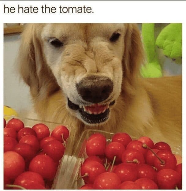 35 Funny Tomato Memes That’ll Make You Laugh Whether You Love or Hate Them
