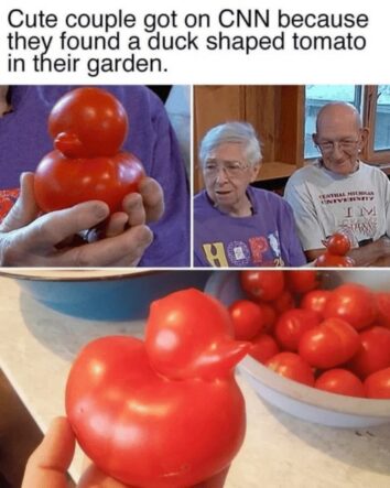 35 Funny Tomato Memes That’ll Make You Laugh Whether You Love or Hate Them