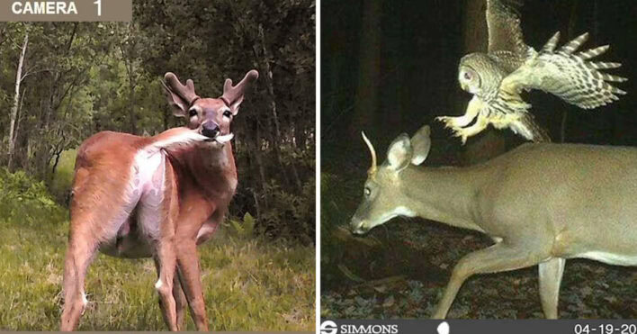 35 Funny Times Trail Cams Took Perfectly Timed Photos Of Animals Being ...