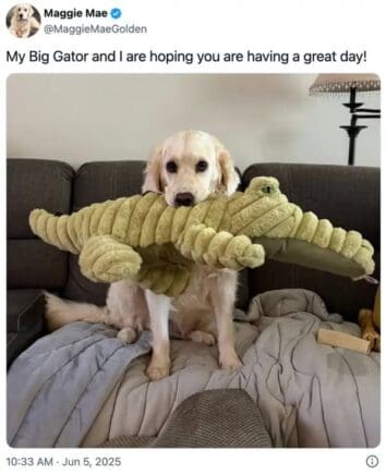 45 Wholesome Memes From "Very Important Positivity" That'll Make Your ...