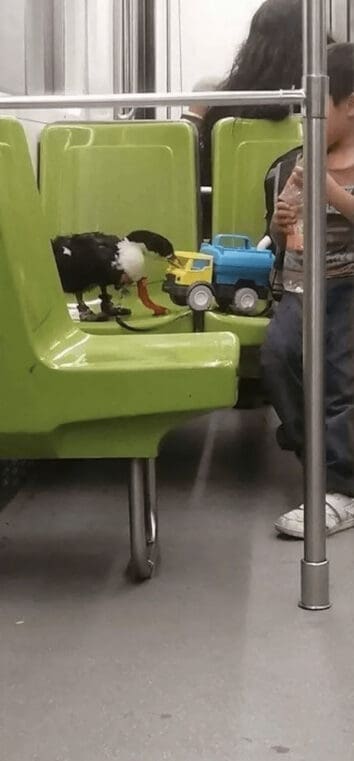 36 Funny Subway Pictures So Unhinged We Missed Our Stop From Laughing