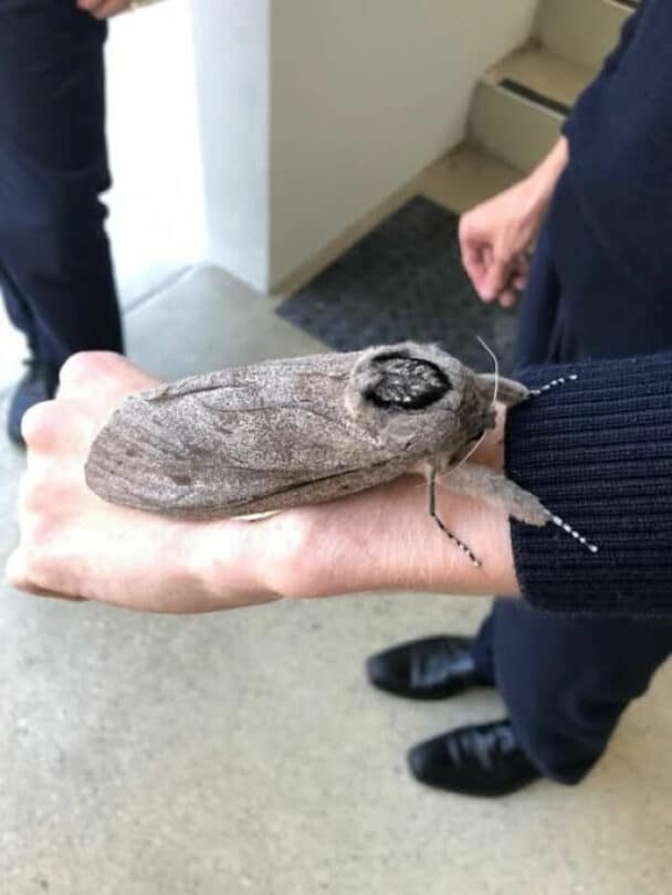 35 Normal Sized Photos Of Gigantic Things