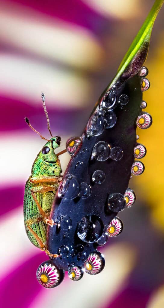 35 Cool Macro Photography Shots That Feel Like Another Universe