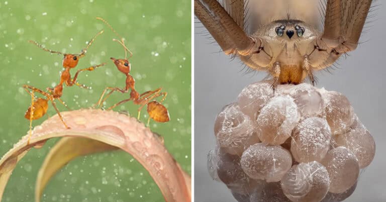35 Cool Macro Photography Shots That Feel Like Another Universe