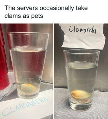 30 Freshly Plated Chef Memes For Those Who’ve Survived A Dinner Rush