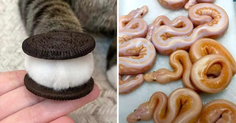 "Forbidden Snacks" — 35 Things That Look Delicious At First But Then ...