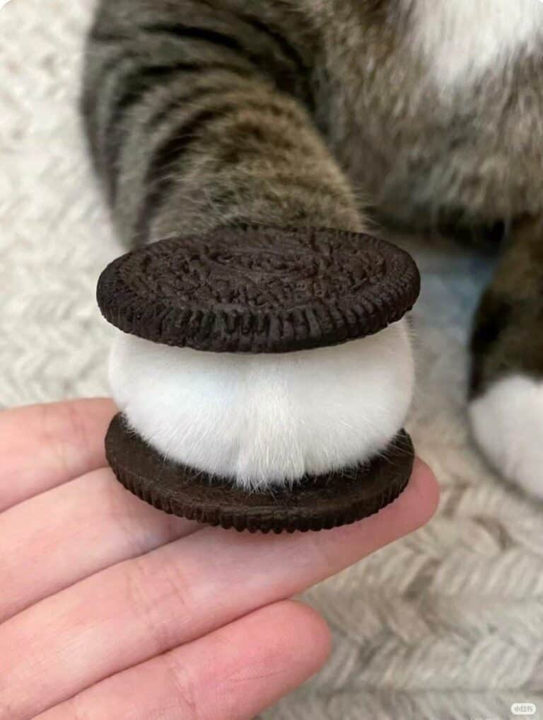 "Forbidden Snacks" — 35 Things That Look Delicious At First But Then You Realize What They Are