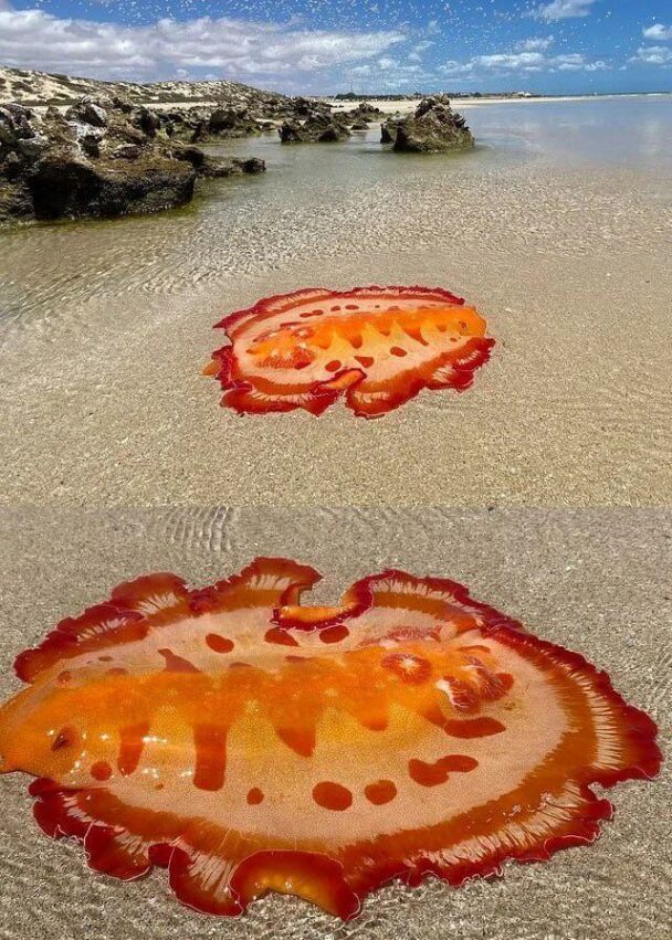 "Forbidden Snacks" — 35 Things That Look Delicious At First But Then You Realize What They Are