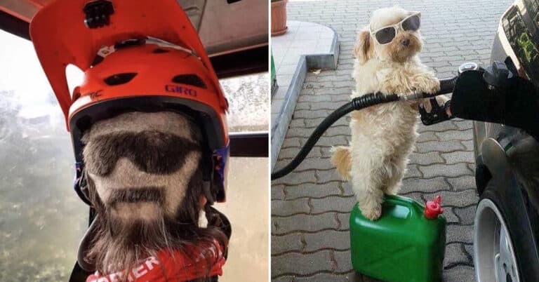 35 Funny Pictures To Start The Month Without Trying Too Hard (August 1 ...