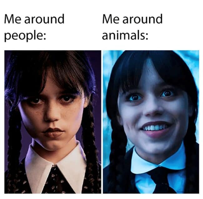 30 Funny Wednesday Addams Memes To Get You In A Dark Headspace