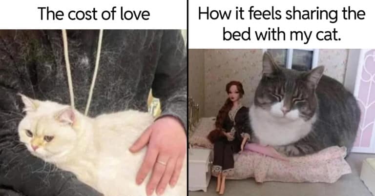 35 Funniest Cat Memes That Are Basically Internet Catnip This Week ...