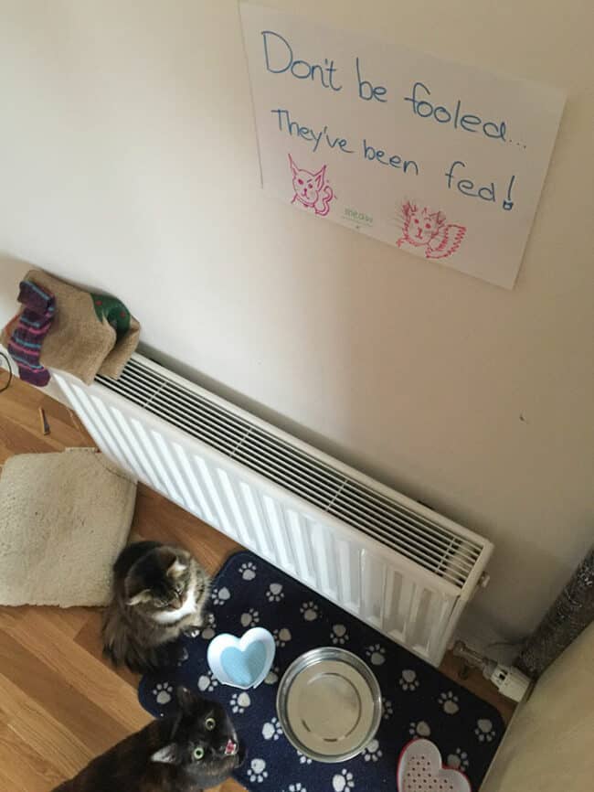 30 Funny Time Cat Owners Had To Put Up Warning Signs Because Their Pets ...