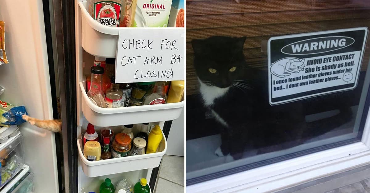 30 Funny Time Cat Owners Had To Put Up Warning Signs Because Their Pets ...