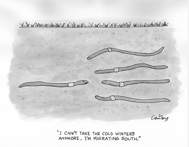 30 Witty Comics From New Yorker Cartoonist David Gomberg