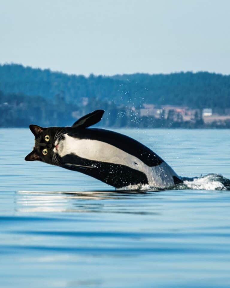 40 Funniest (Not-AI) Animal Hybrids Made By Graphic Artist Martin Bullock