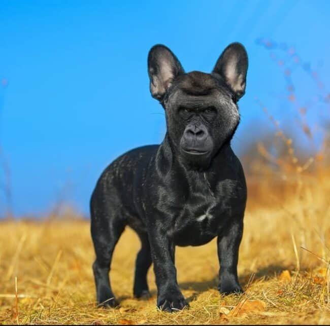 40 Funniest (Not-AI) Animal Hybrids Made By Graphic Artist Martin Bullock