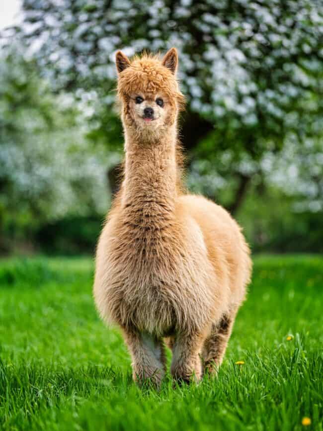 40 Funniest (Not-AI) Animal Hybrids Made By Graphic Artist Martin Bullock